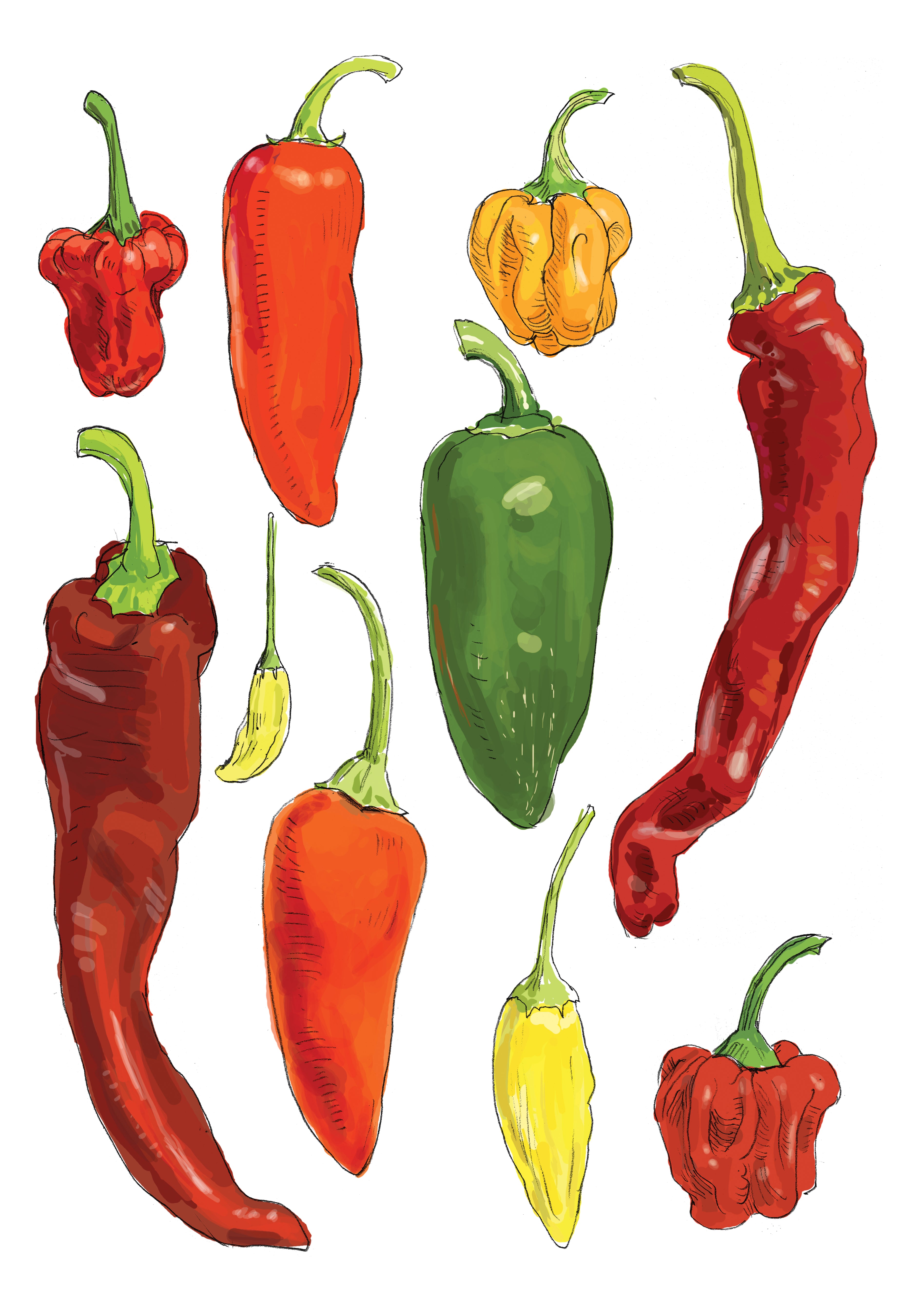Farmer's Market Collection | Nature-Inspired Cards, Postcards & Gifts ...